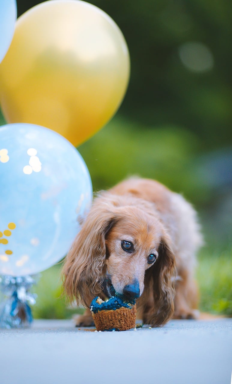 Embracing the Joy of Gotcha Day: 11 Ideas for Honoring the Unbreakable ...
