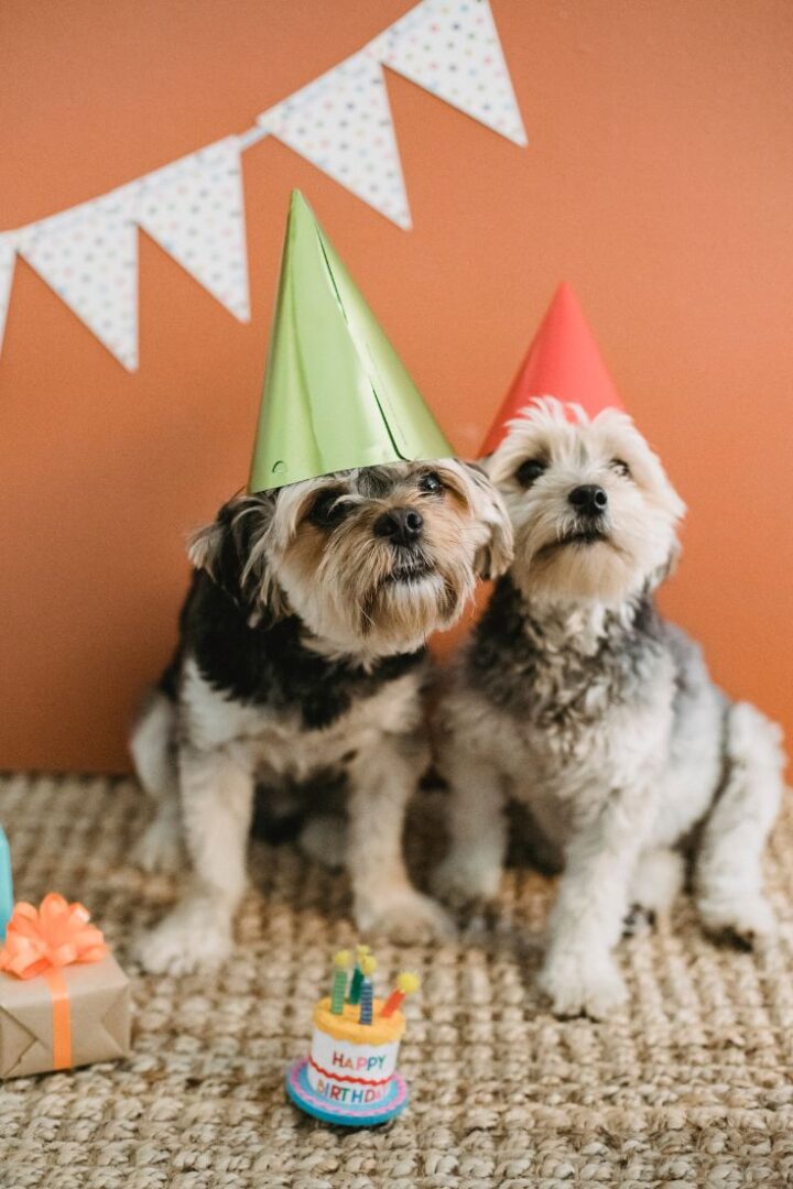 Embracing the Joy of Gotcha Day: 11 Ideas for Honoring the Unbreakable ...